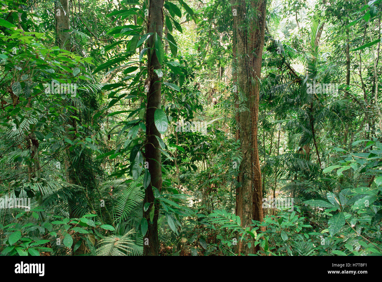 Upland tropical rainforest interior in Bellenden Ker National Park ...
