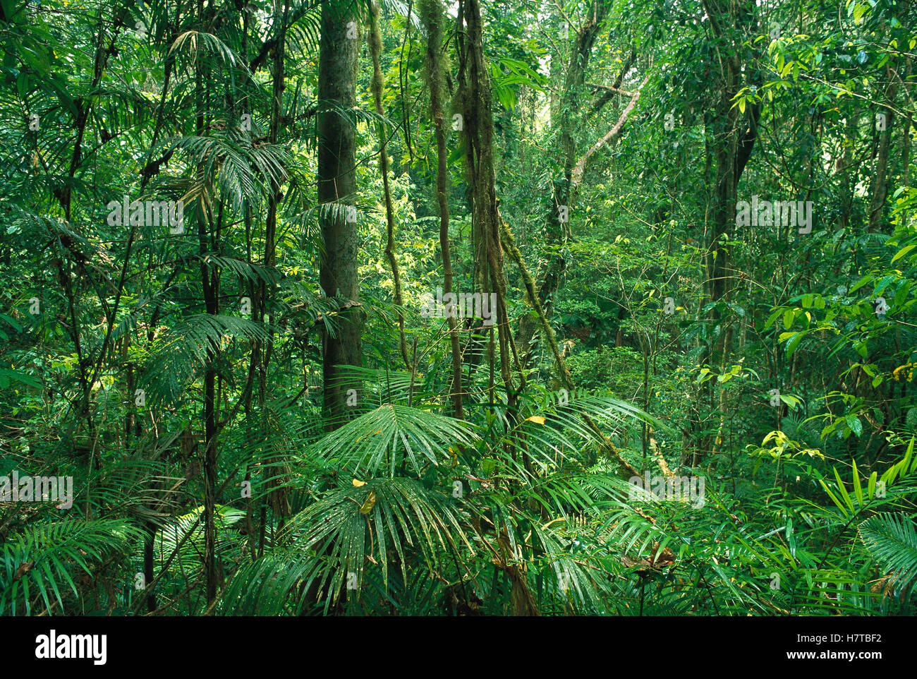 Upland tropical rainforest interior in Palmerston National Park ...