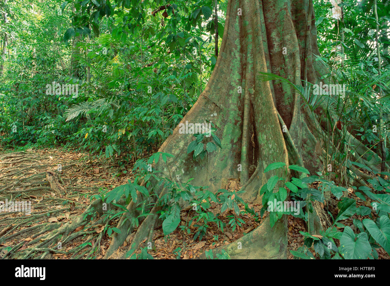 Buttress roots of tree in lowland dipterocarp tropical rainforest ...