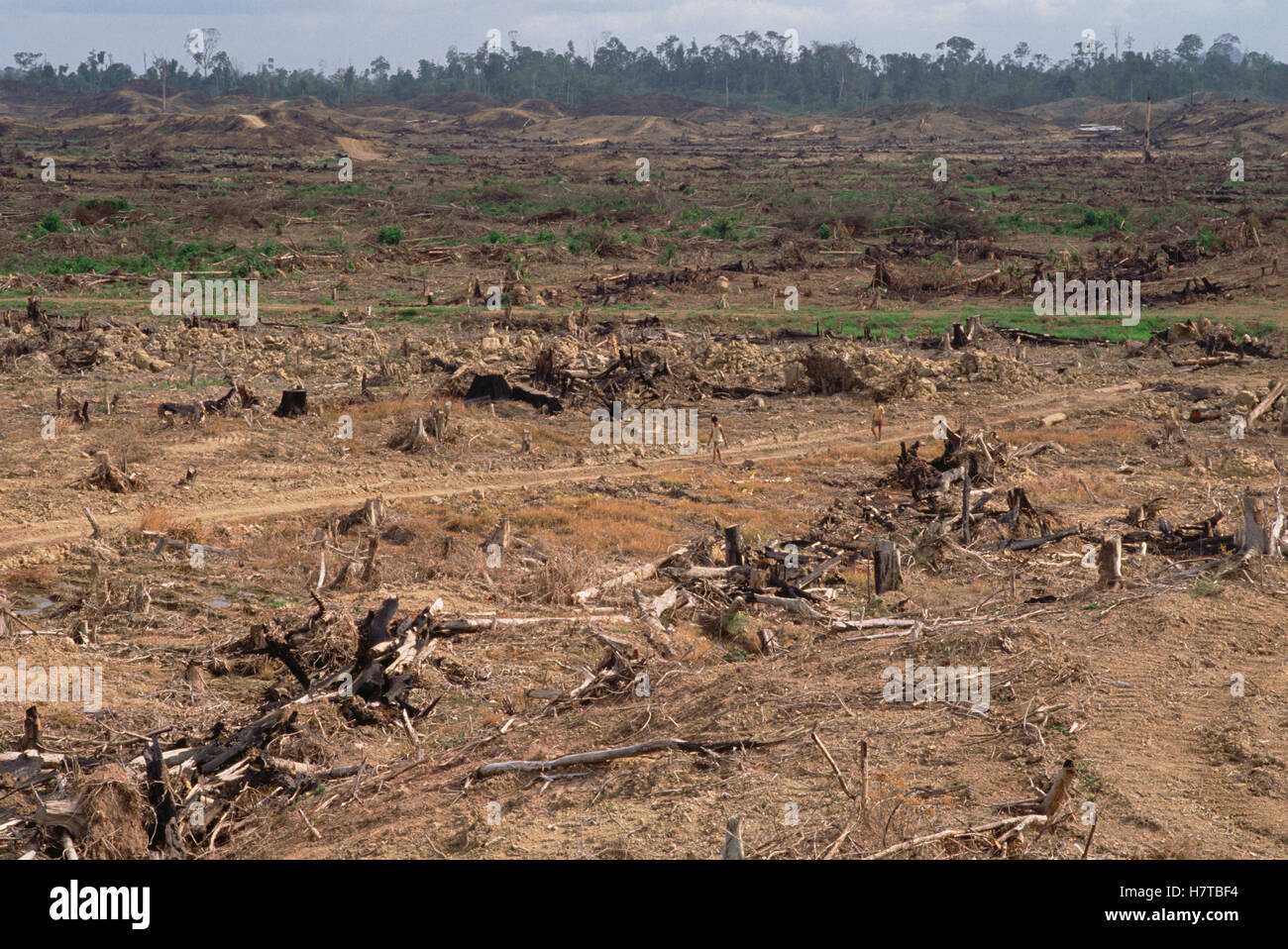 Scorched earth rainforest destruction showing stumps of logged trees ...