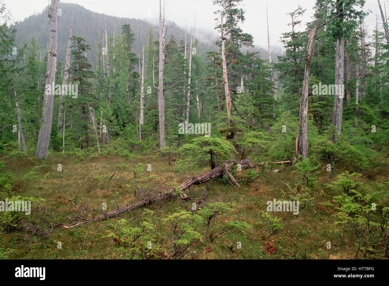 Stunted Muskeg forest, temperate rainforest, Tongass National Forest ...