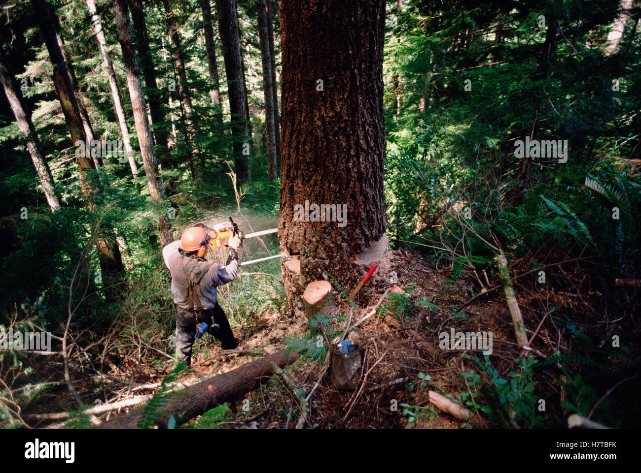 Loggers clear cutting temperate rainforest, Pacific coast, North ...