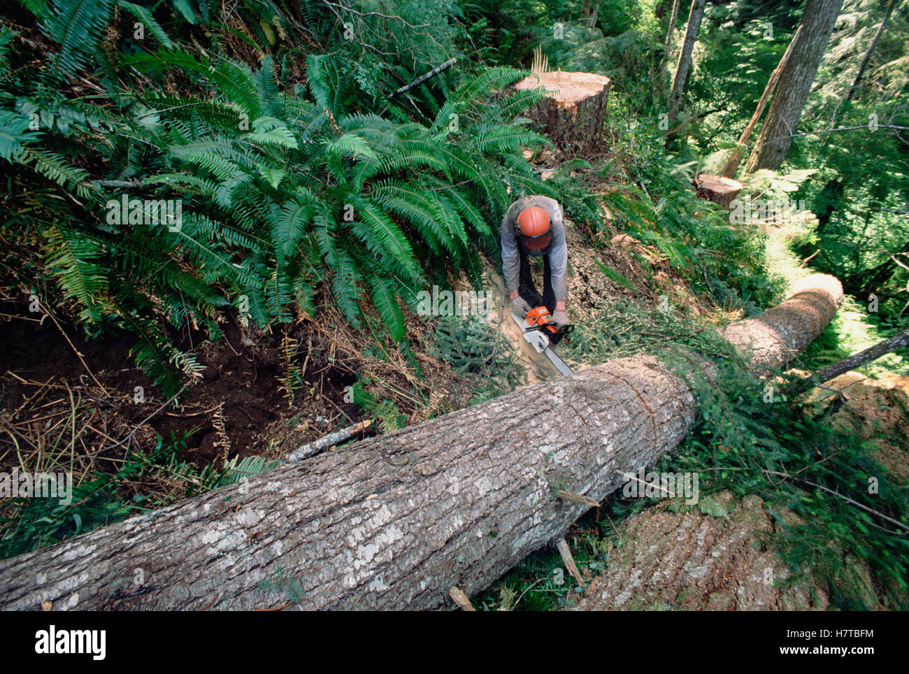 Loggers clear cutting temperate rainforest, Pacific coast, North ...