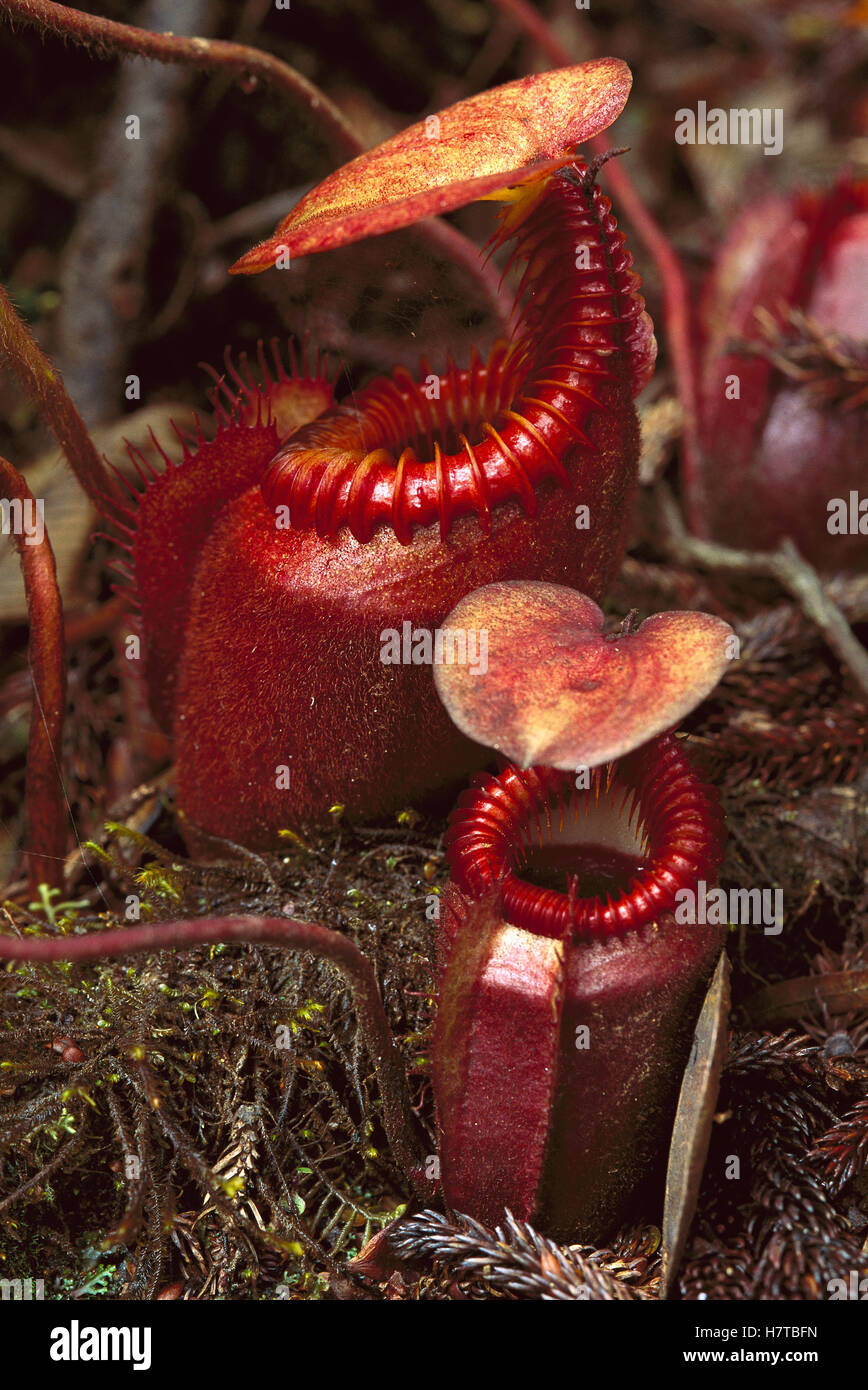 Villose Pitcher Plant (Nepenthes villosa) endemic, Mt Kinabalu, Borneo ...