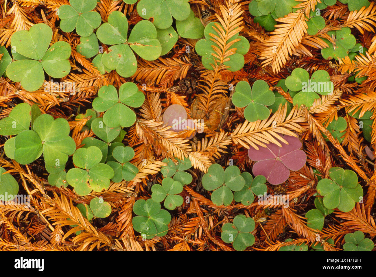 Woodsorrel (Oxalis sp) and Coast Redwood (Sequoia sempervirens) leaf ...
