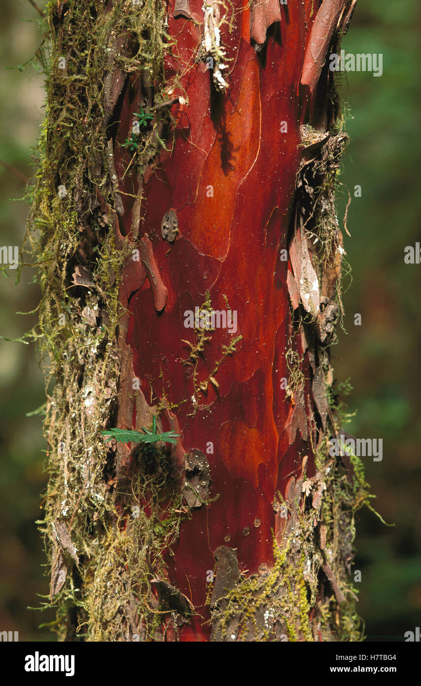 Pacific Yew (Taxus brevifolia) tree bark that is harvested for ...