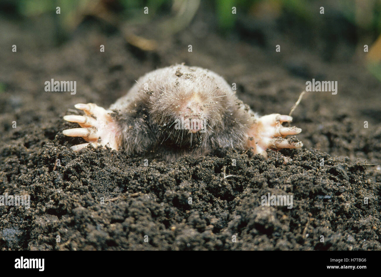 Eastern Mole (Scalopus aquaticus) emerging from underground burrow ...