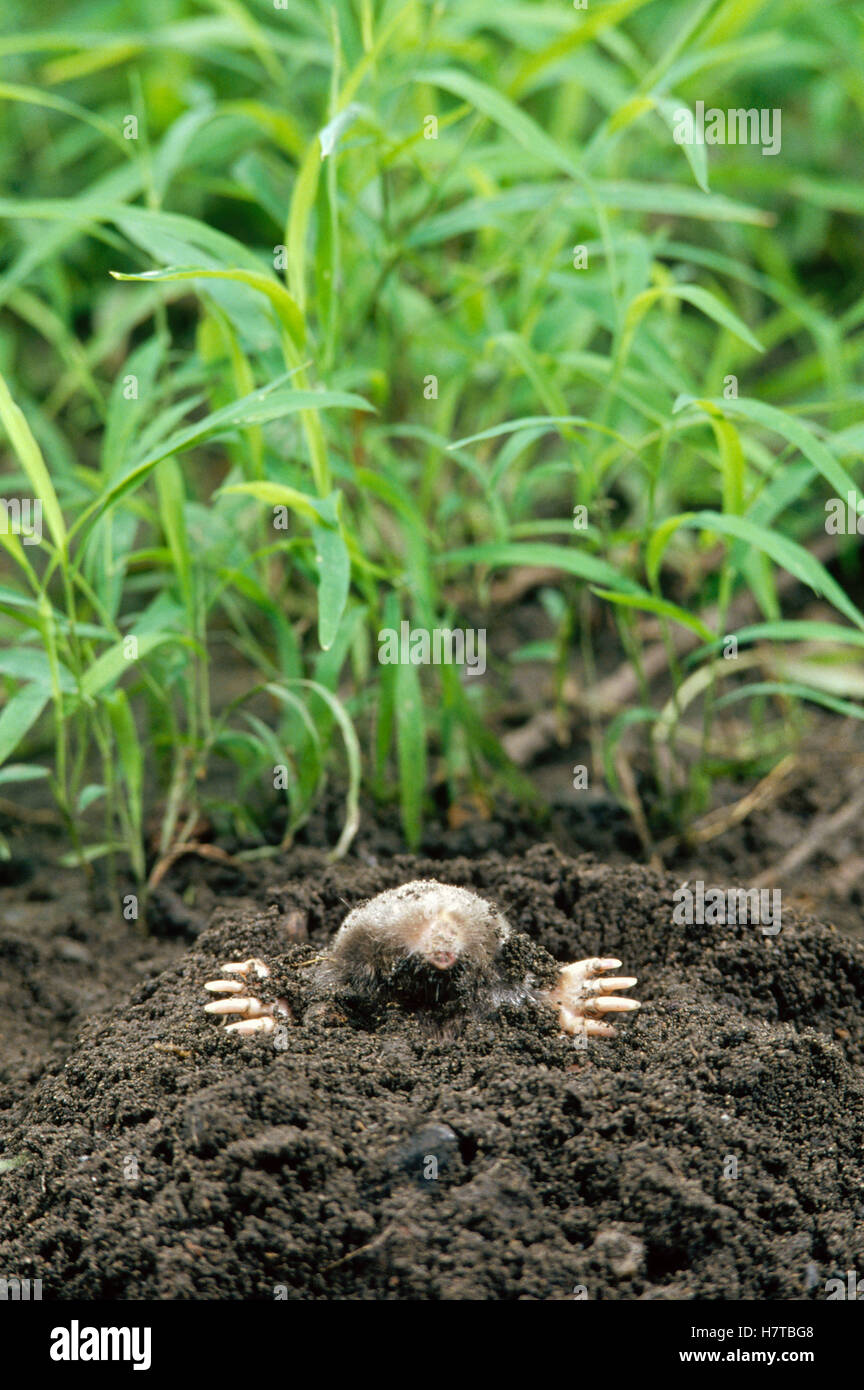 Eastern Mole (Scalopus aquaticus) emerging from underground burrow ...
