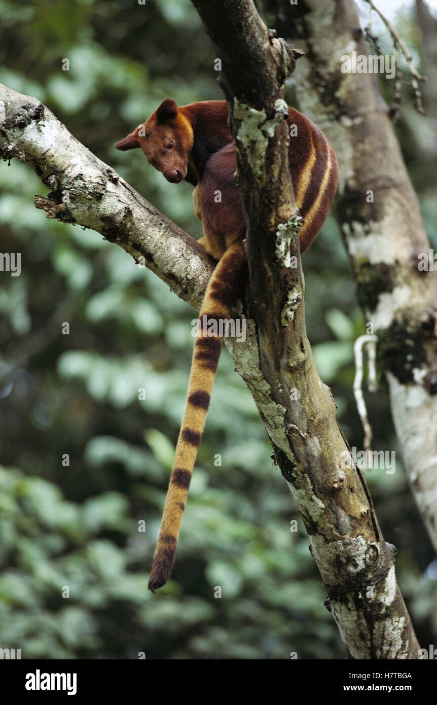 Goodfellow's Tree Kangaroo (Dendrolagus goodfellowi) in tree, eastern ...