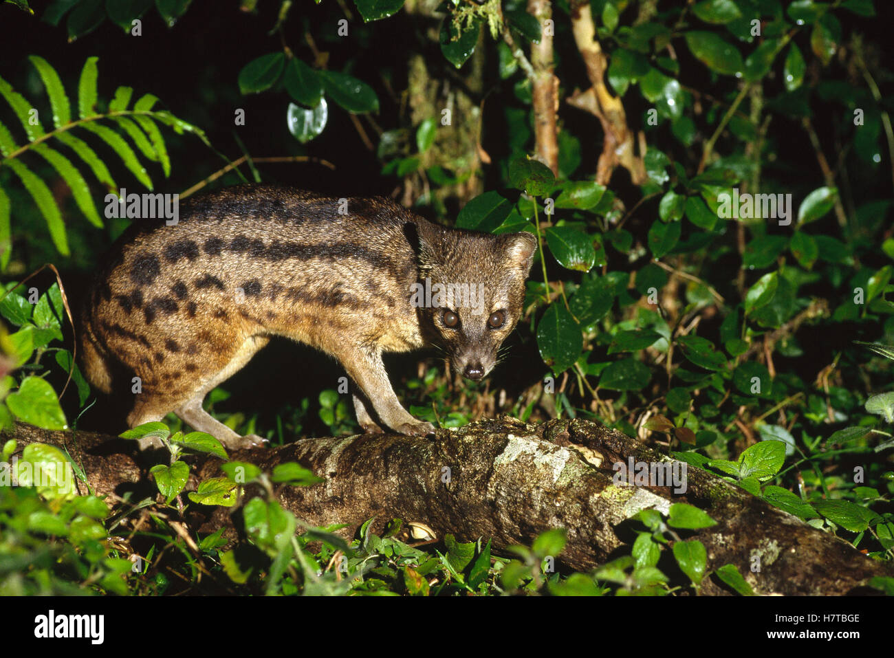 Striped Civet (Fossa fossana) standing on log in rainforest, eastern ...