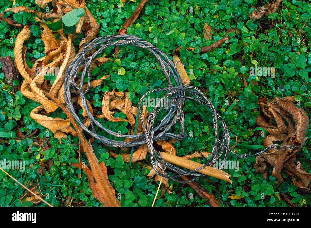 Animal snare used by poachers to trap gorillas, Parc National Des ...
