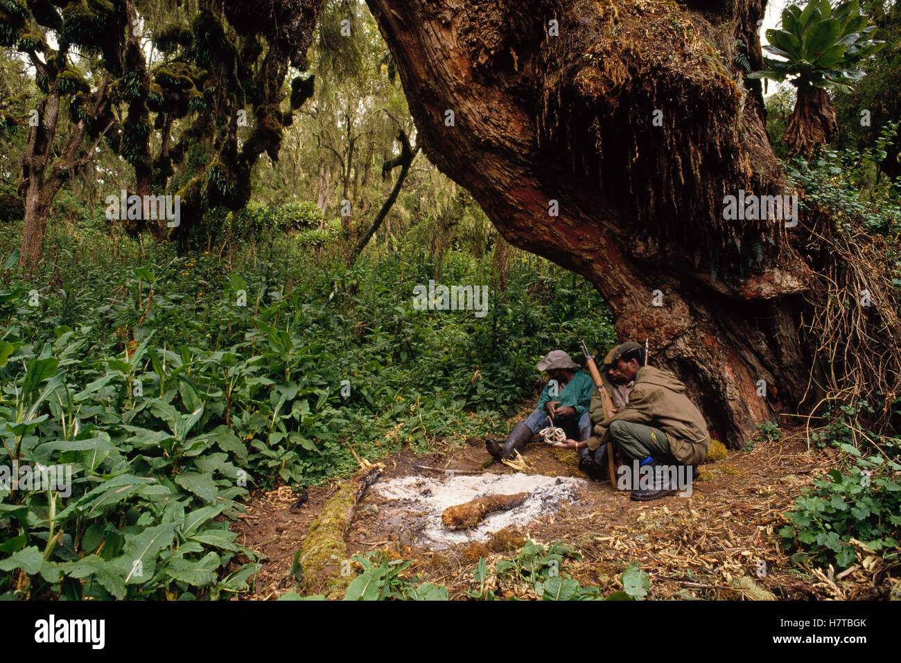 Anti-poaching patrol members finding a poachers camp, Parc National des ... Anti-poaching patrol members finding a poachers camp, Parc National des ...