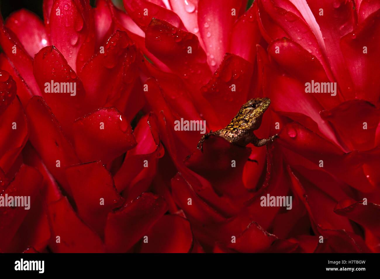 Olive Scale Lizard on red bromeliad flowers, native throughout semi ...