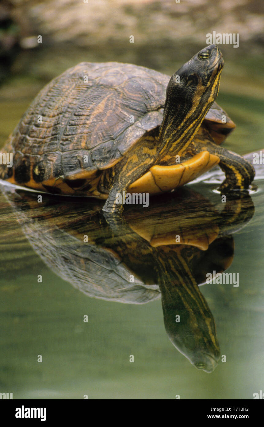 Yellow-bellied Slider (Trachemys scripta scripta) turtle, portrait, in ...