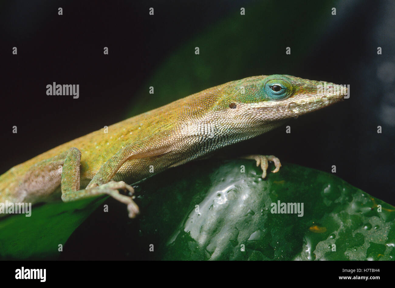 Green Anole (Anolis carolinensis) portrait, Caribbean Stock Photo - Alamy