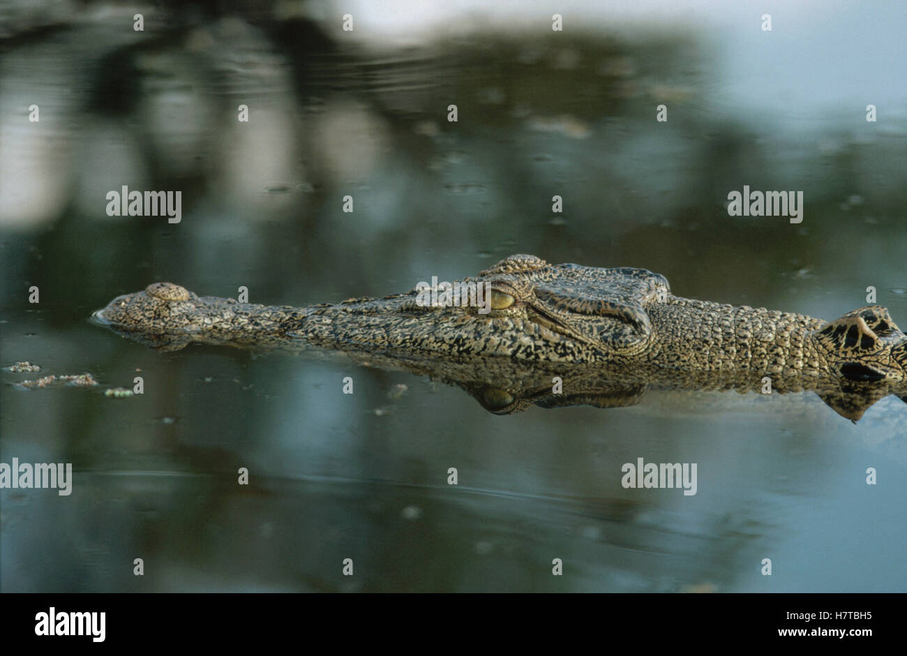 Saltwater Crocodile (Crocodylus porosus) floating at water surface ...