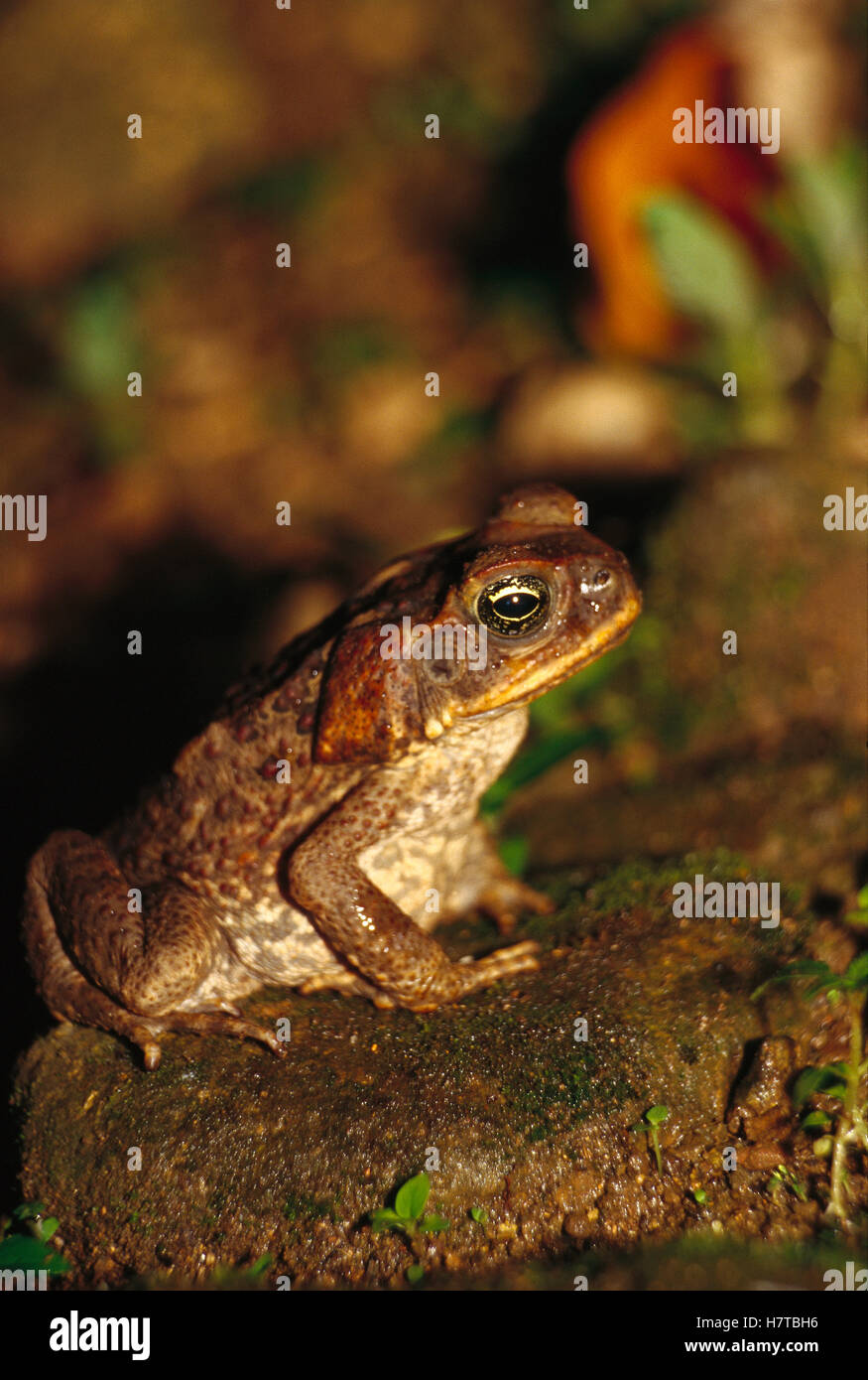 Cane Toad (Bufo marinus), tropical Central and South America Stock ...