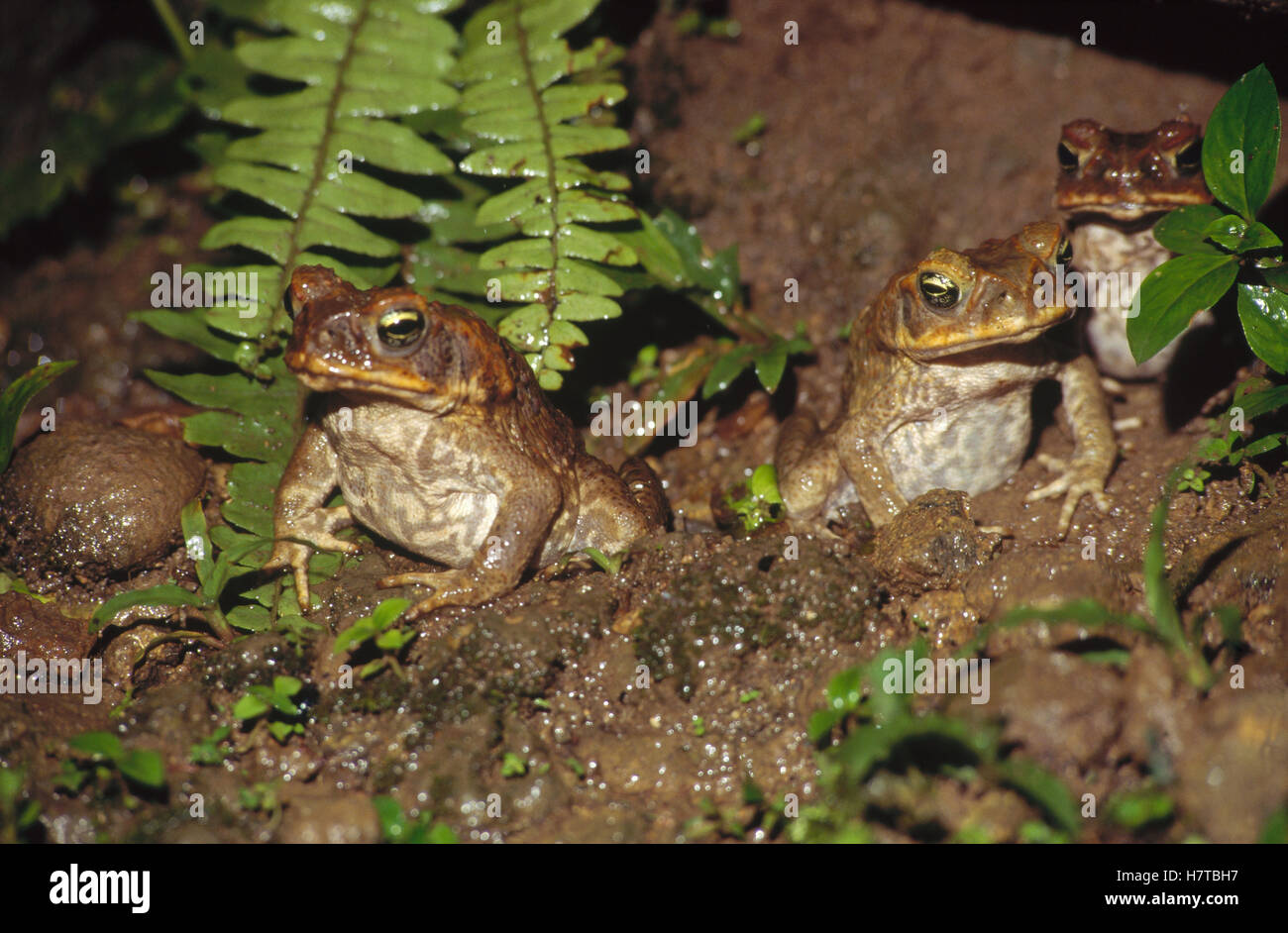Cane Toad (Bufo marinus) trio in mud, Costa Rica Stock Photo - Alamy