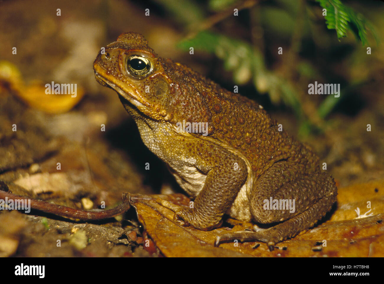 Cane Toad (Bufo marinus) camouflaged on forest floor, Costa Rica Stock ...