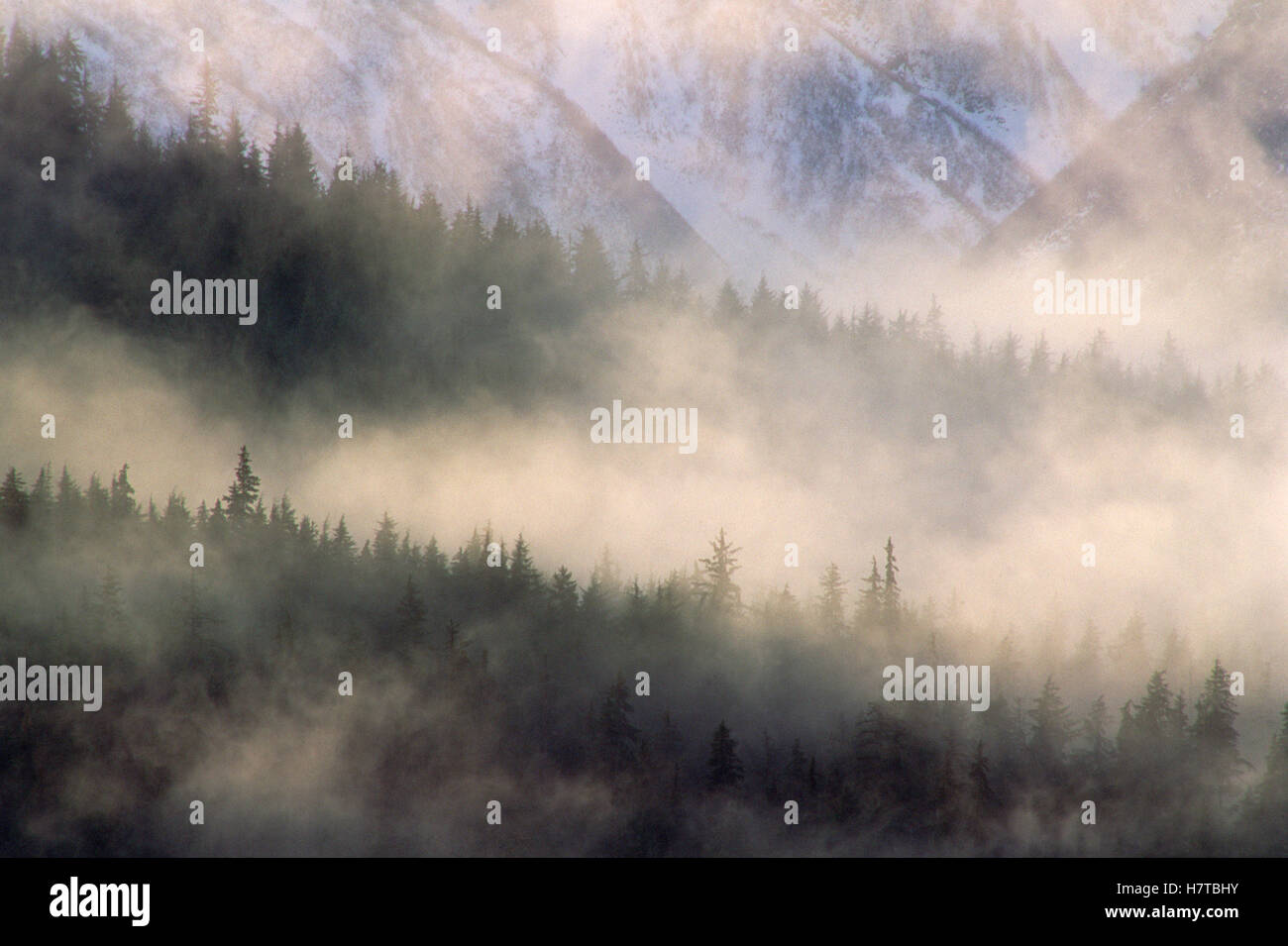 Fog in old growth forest, Chilkat River Wilderness, Alaska Stock Photo ...
