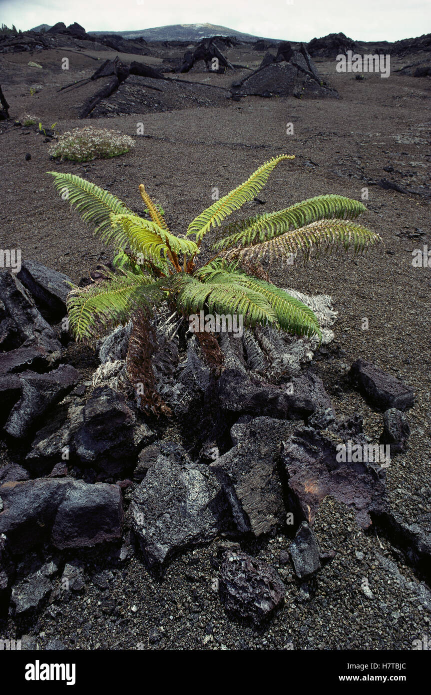 Ama'u Fern (Sadleria sp) in lava field, Hawaii Volcanoes National Park ...