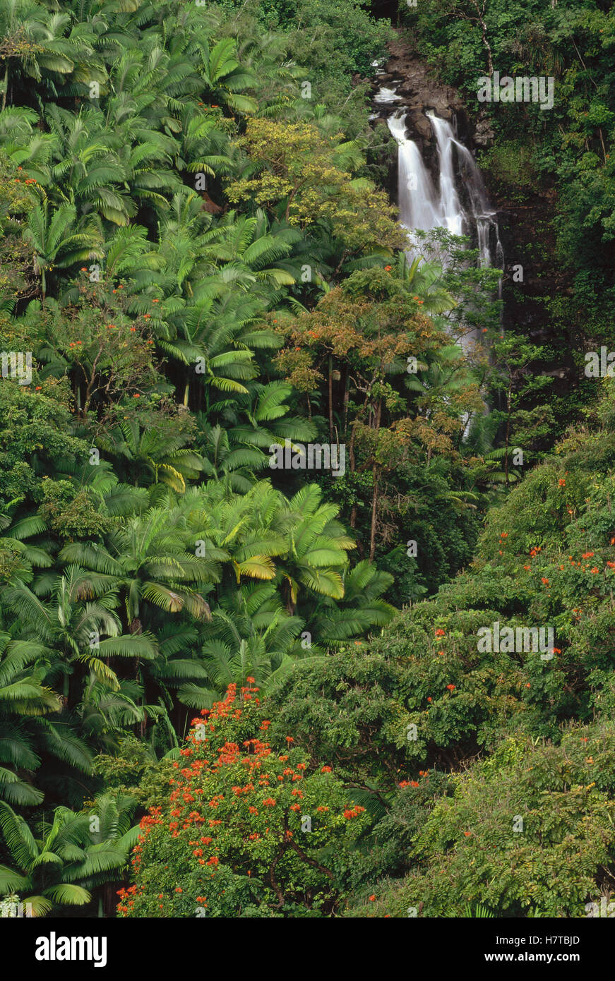 Native and exotic rainforest vegetation in Nanue River Valley, Hawaii ...