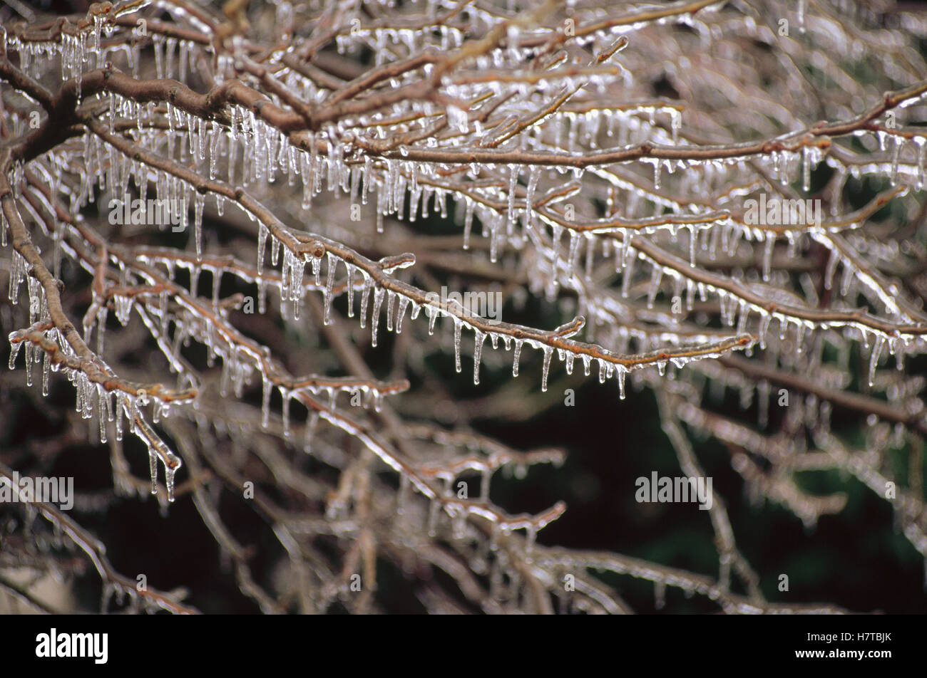 Ice and icicles covering tree branches from freezing rain storm, North ...
