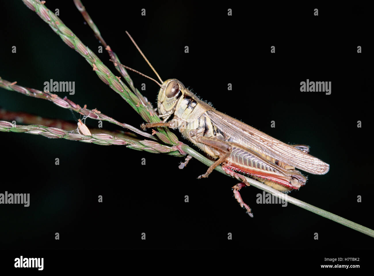 Grasshopper (Melanoplus sp) on stem, side view, western North America ...