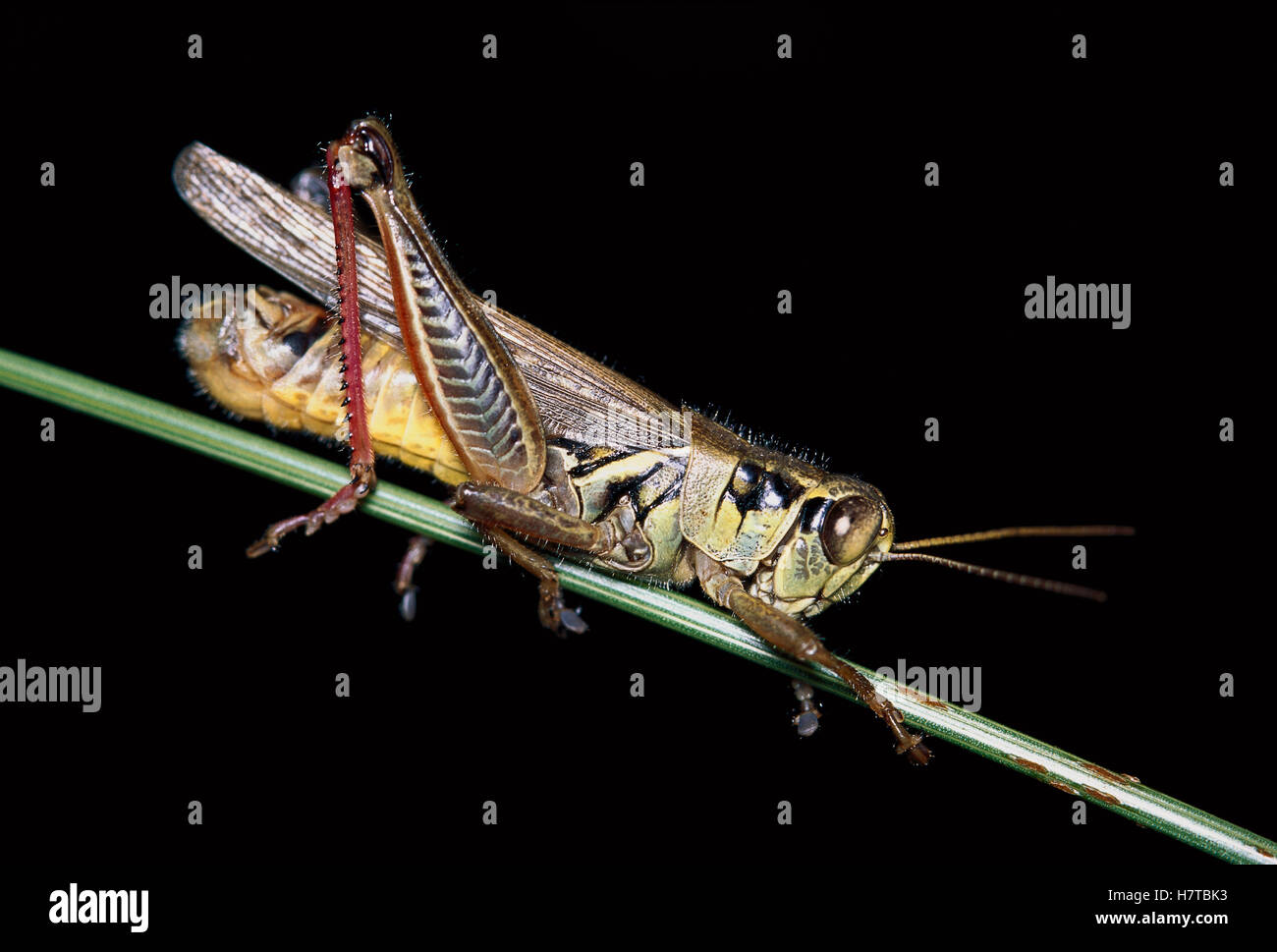 Grasshopper (Melanoplus sp) on stem, side view, western North America ...