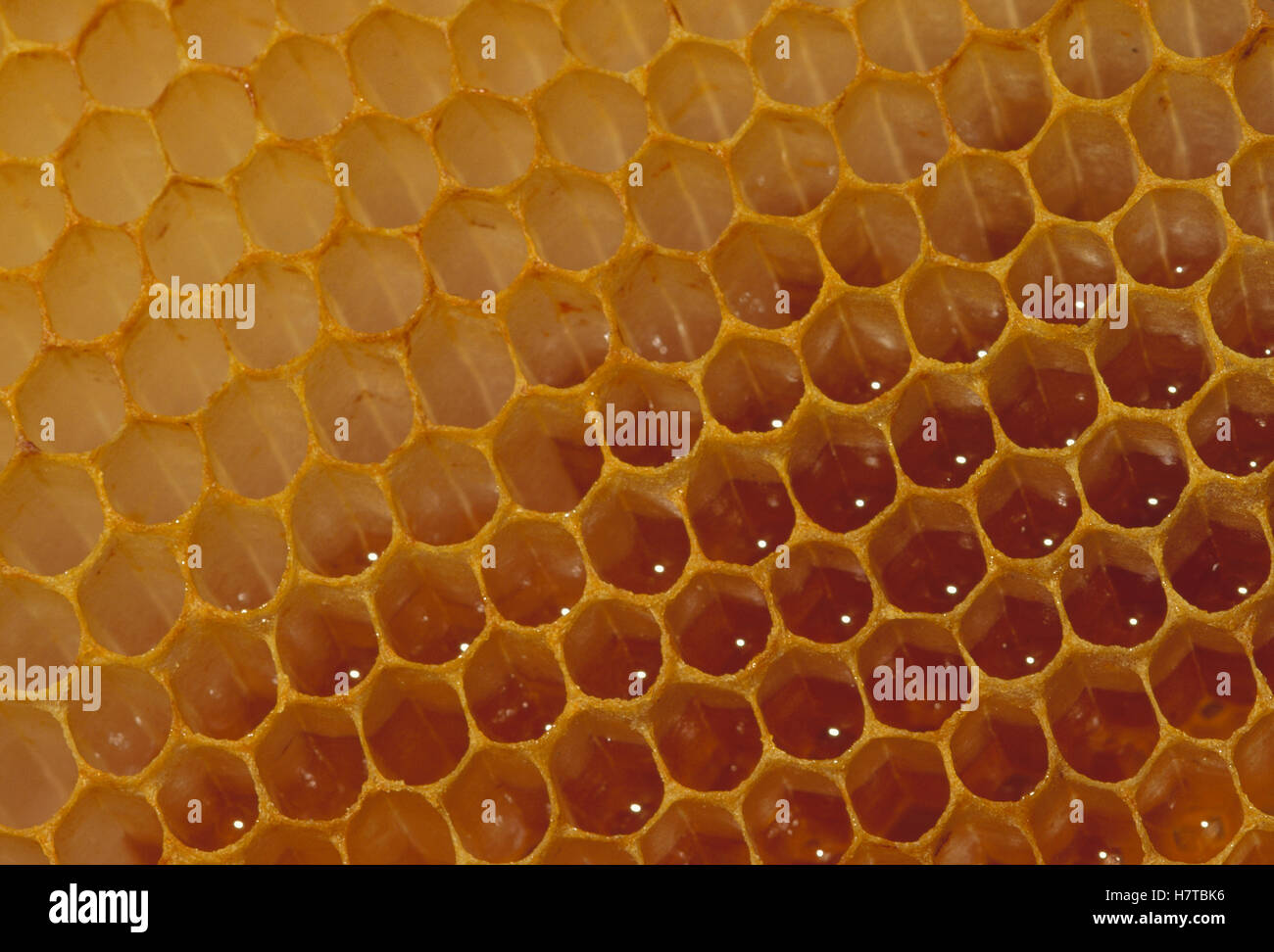 Honey Bee (Apis mellifera) comb detail, North America Stock Photo - Alamy