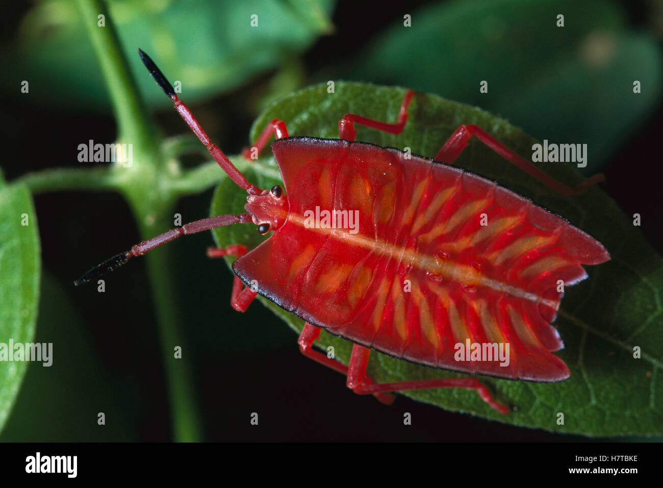 Red Stink Bug (Pycanum rubeus), northeast Borneo Stock Photo - Alamy