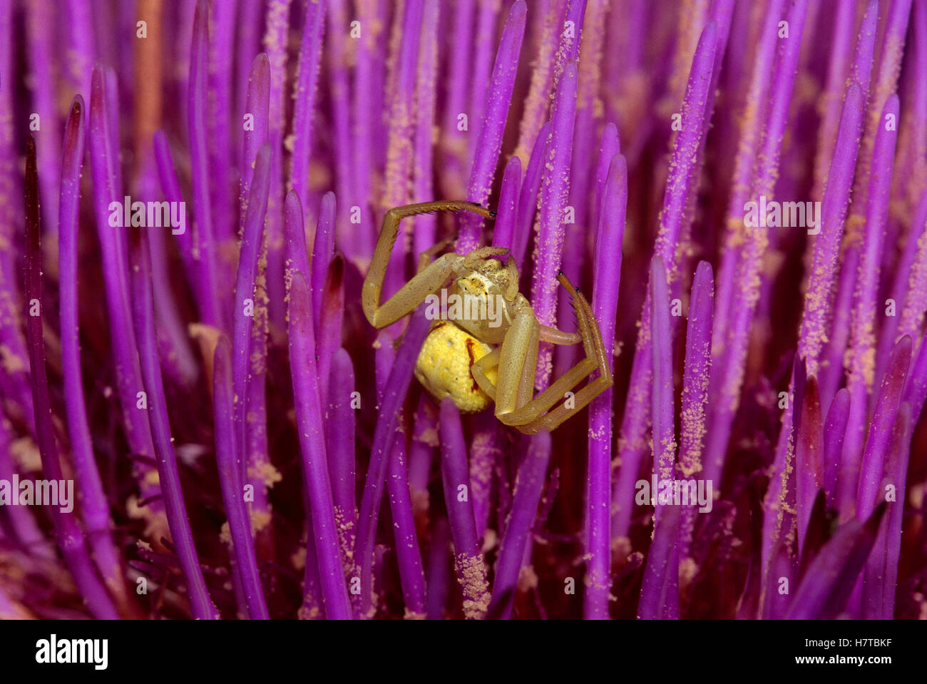 Goldenrod Crab Spider (Misumena vatia) female on flower, native ...