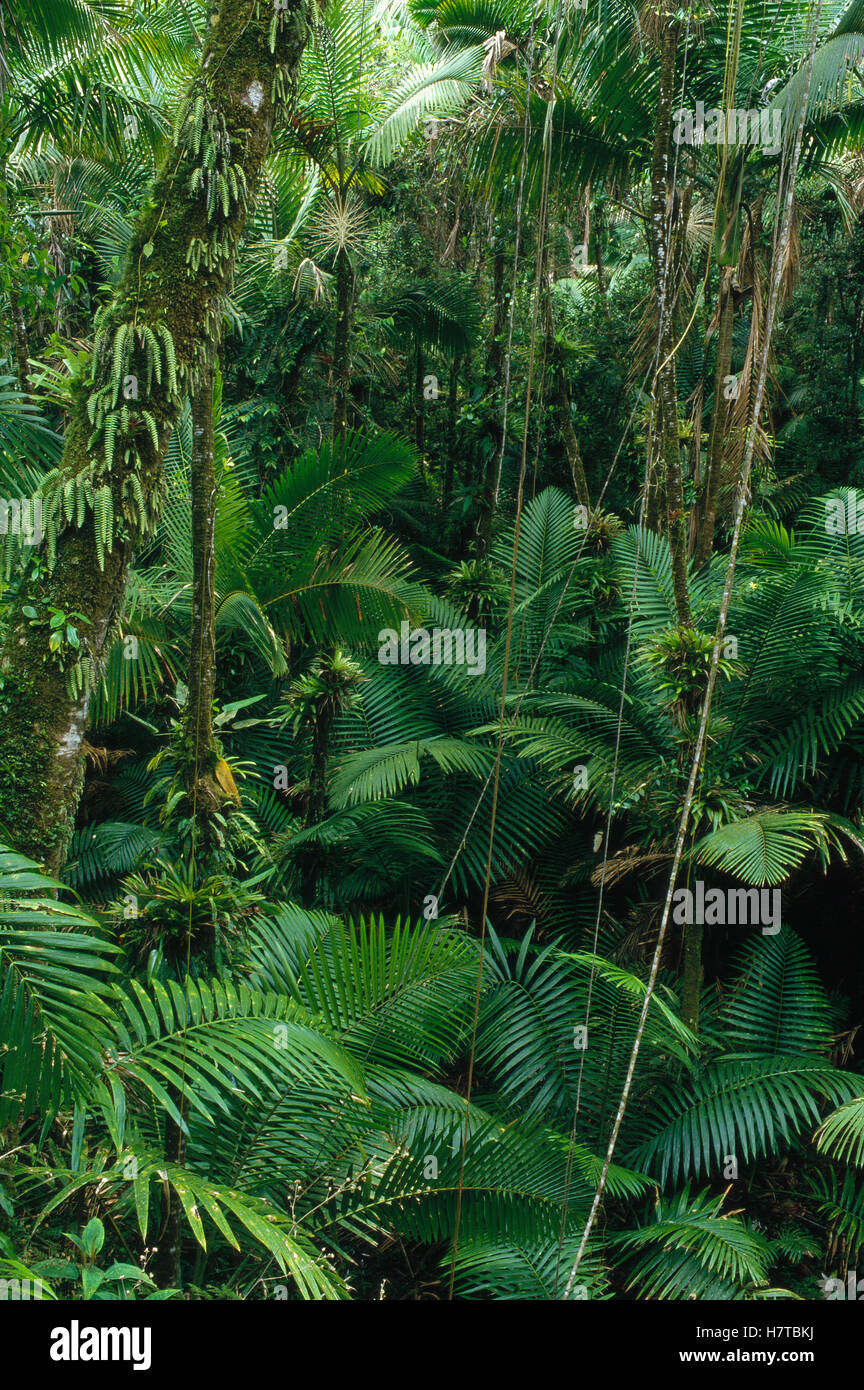 Sierra Palm (Prestoea montana) trees in tropical rainforest, El Yunque ...