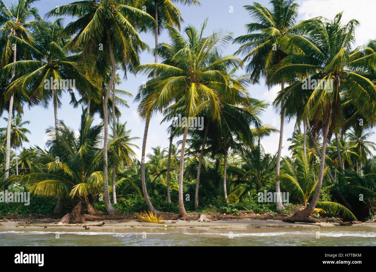 Coconut Palm (Cocos nucifera) trees along a white sand beach, Samana ...