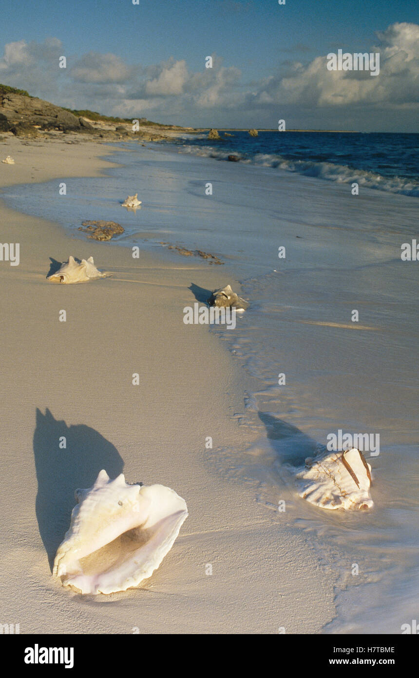 Reef Harbor Beach, Turks and Caicos Islands, Caribbean Stock Photo - Alamy