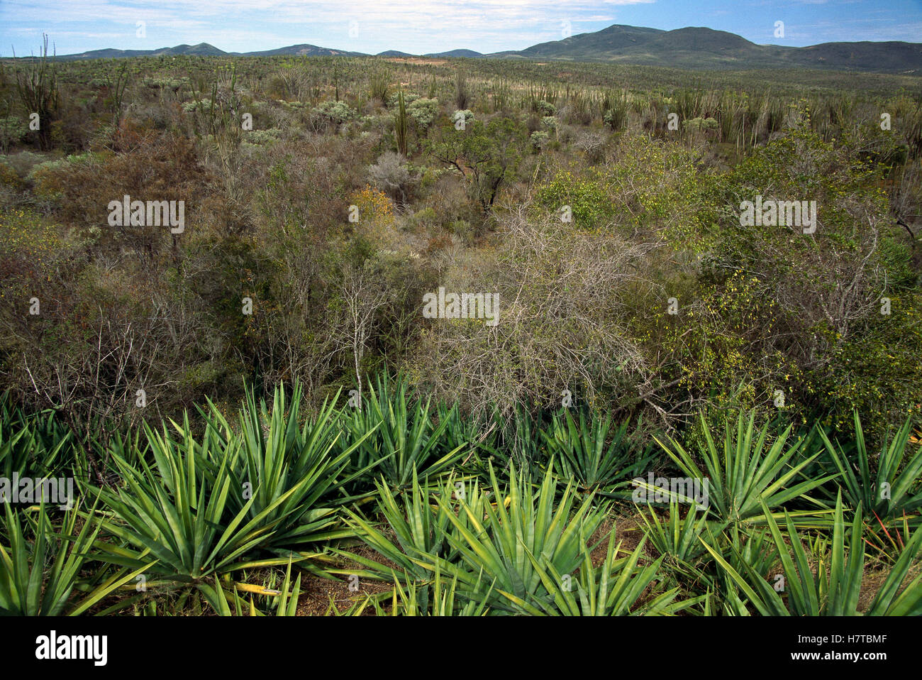 Mixed vegetation, spiny forest, southeast Madagascar Stock Photo - Alamy