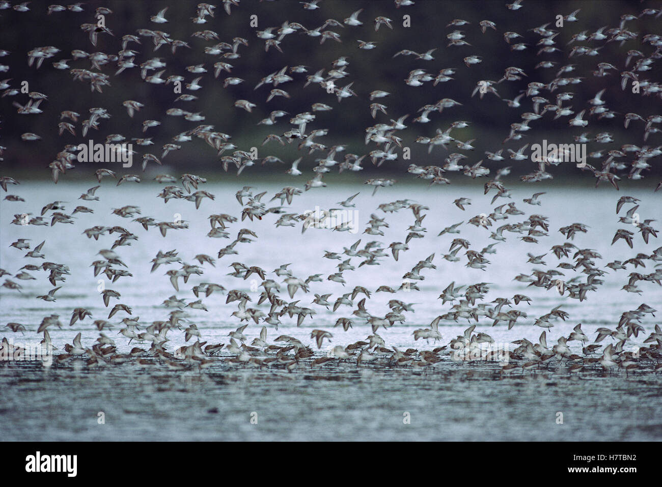 Western Sandpiper (Calidris mauri) flock flying over coastal wetland ...