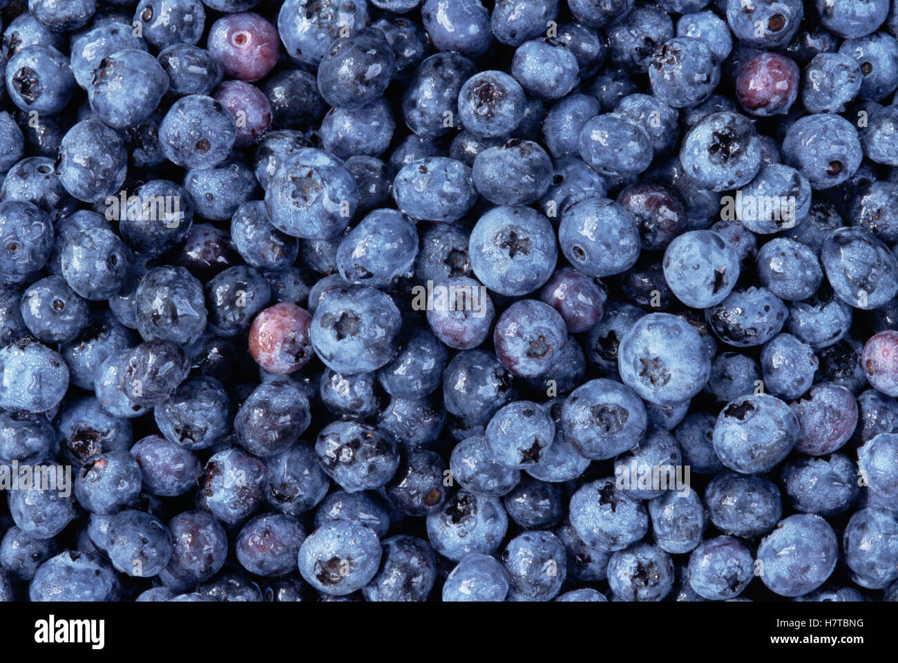 Bilberry (Vaccinium myrtillus) group, North America Stock Photo - Alamy