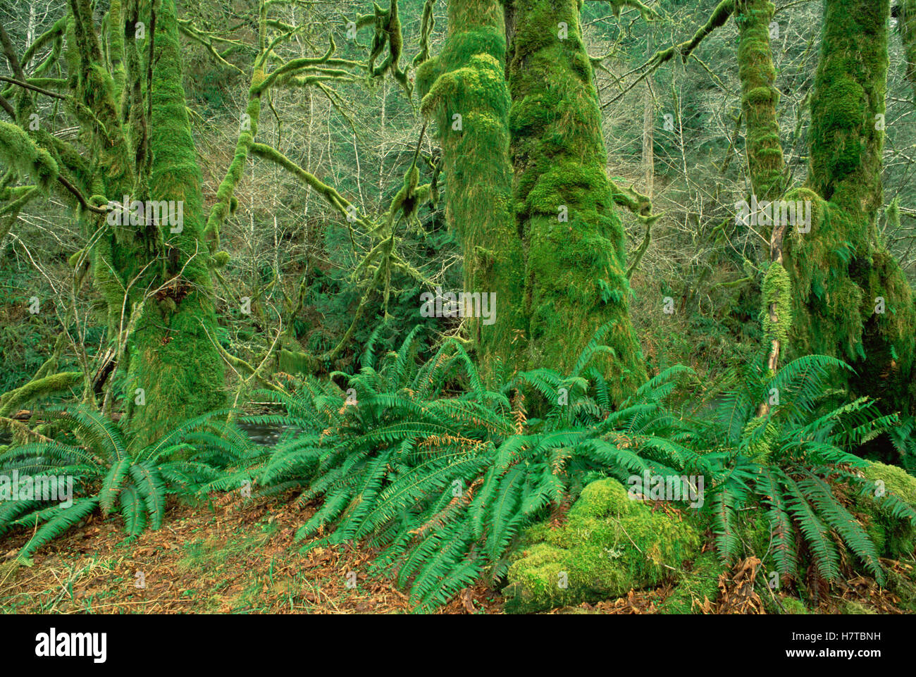 Bigleaf Maple (Acer macrophyllum) trees covered with moss in temperate ...