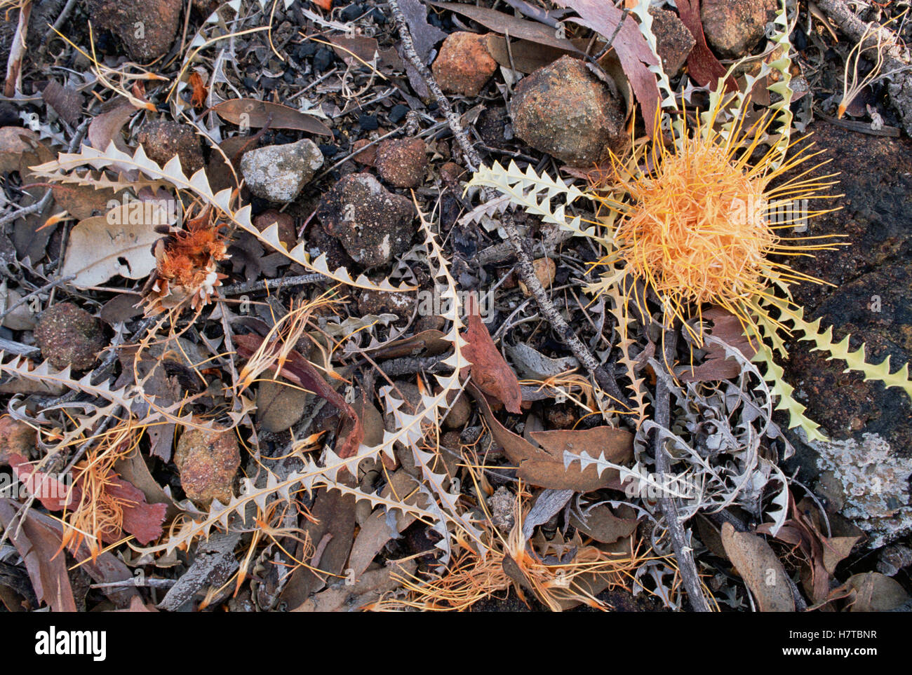 Acorn Banksia (Banksia prionotes) among leaves and rocks on the desert ...