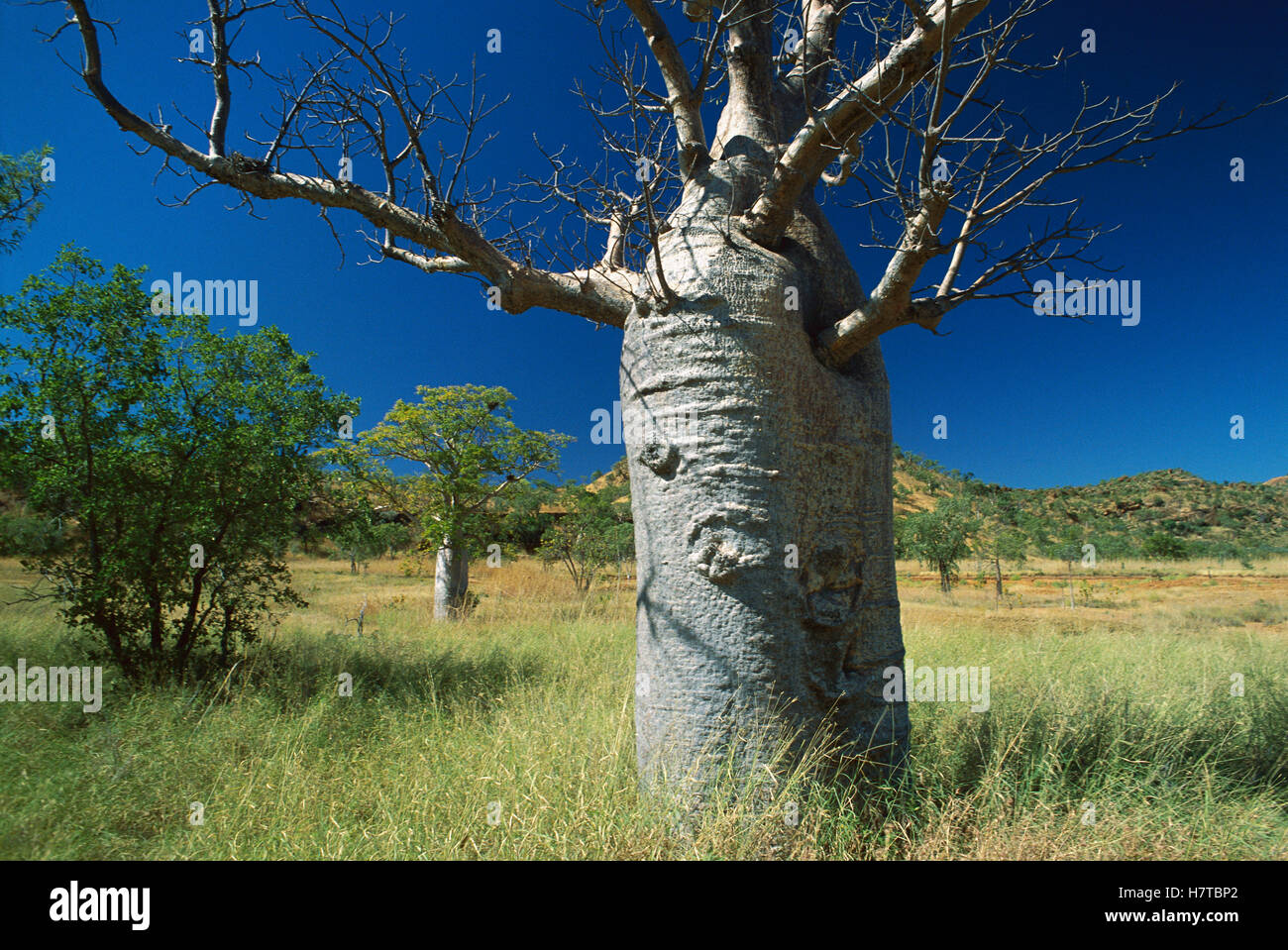 Australian Baobab (Adansonia gregorii) tree, western Australia Stock ...