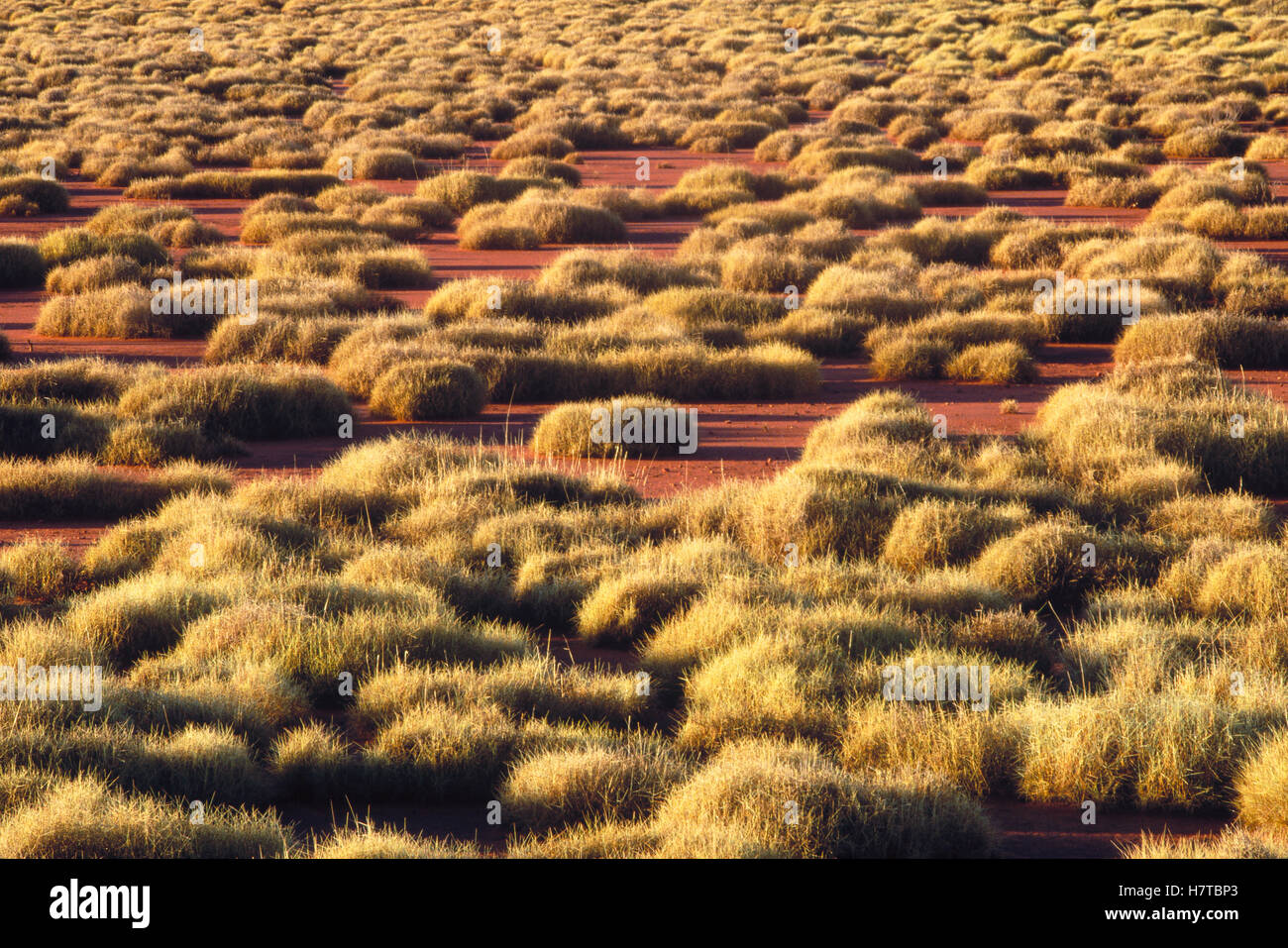 Spinifex Grass (Spinifex sp) growing in desert, arid western and ...