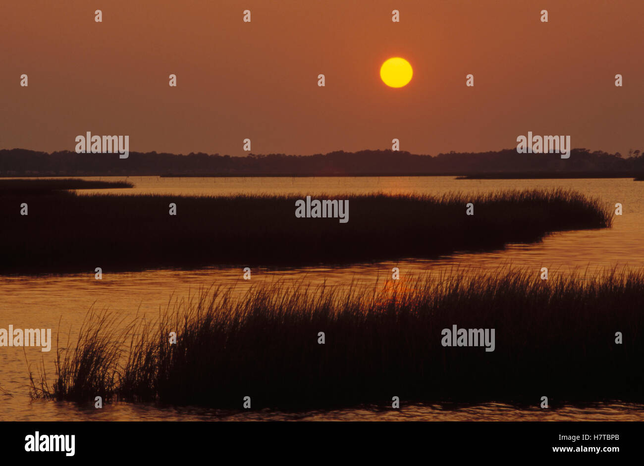 Salt marshes at sunset, Assateague Island National Seashore, Maryland ...