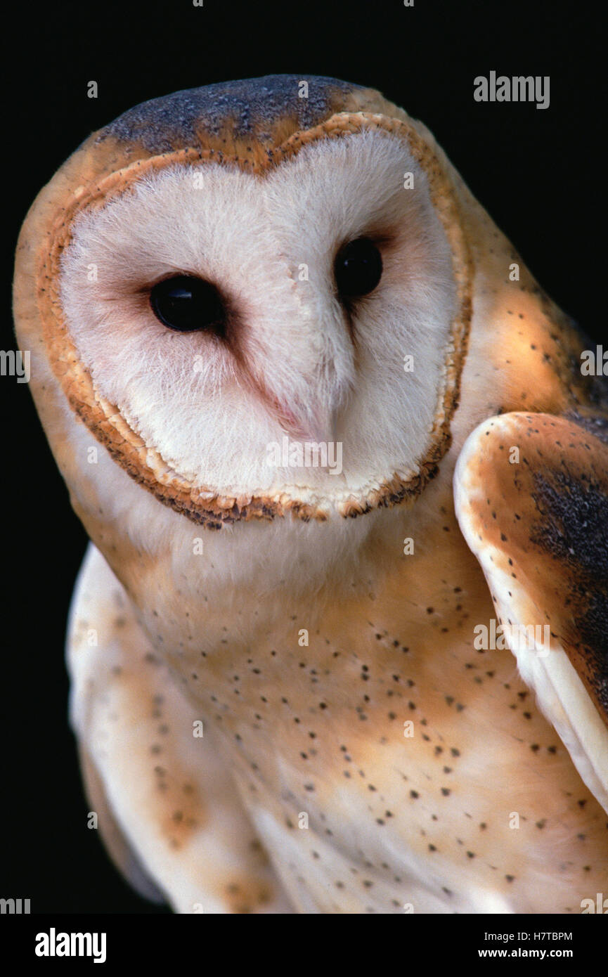 Barn Owl (Tyto alba) portrait, worldwide distribution Stock Photo - Alamy