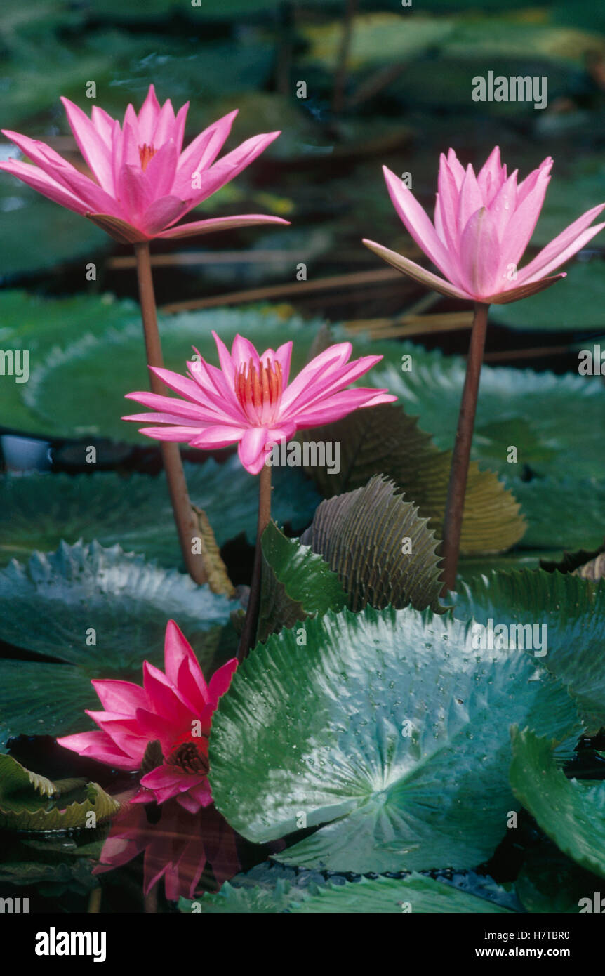 Water Lily (Nymphaea sp) hybrid blossoms and lily pads, world tropics ...
