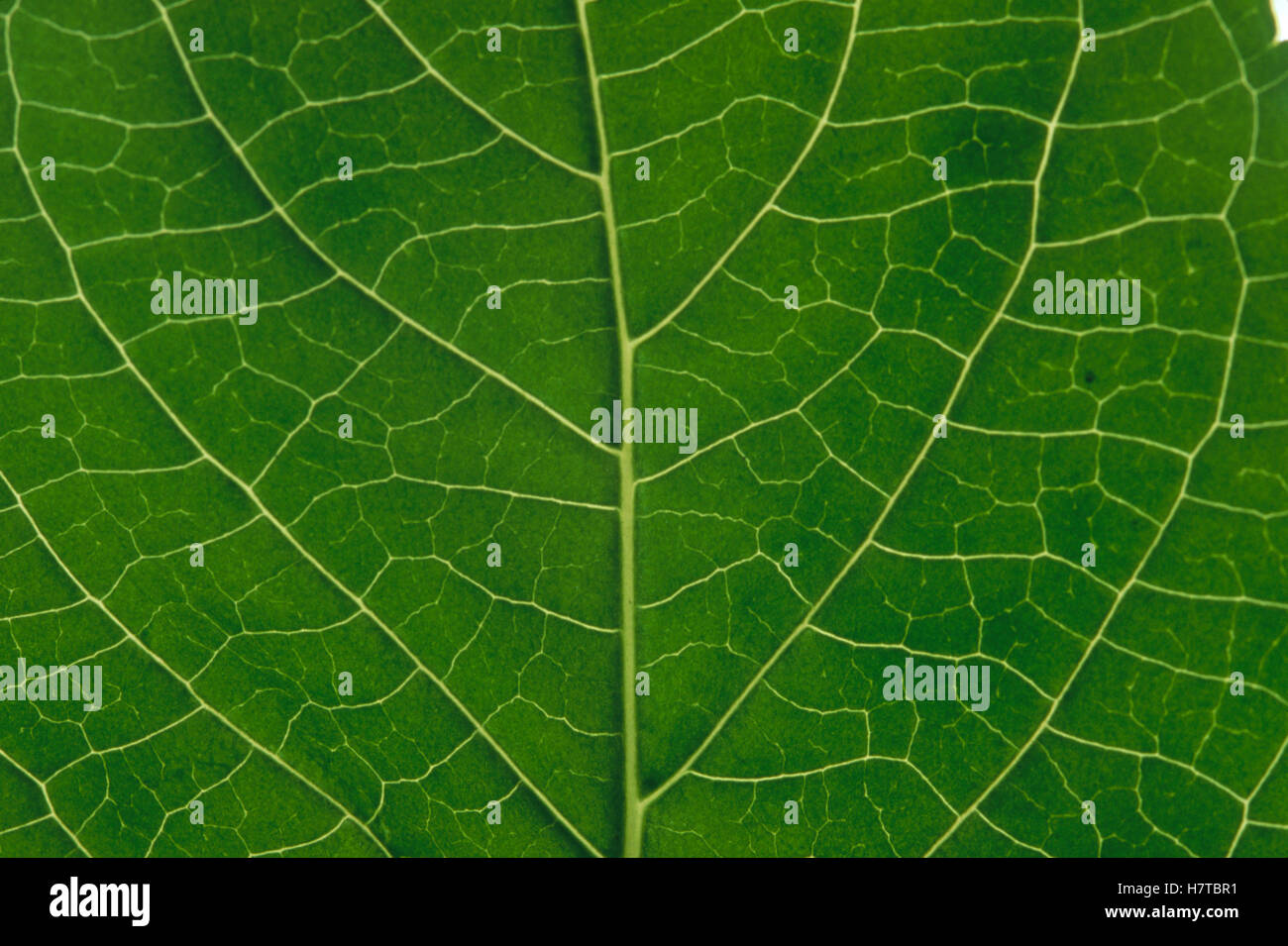 Detail of leaf rib and venation of a hydrangea leaf, cultivated world ...