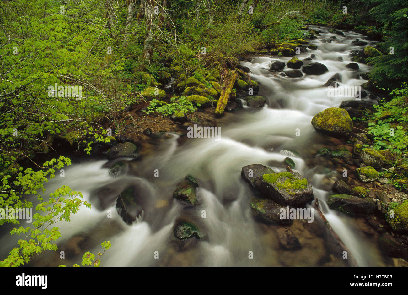 Still Creek in spring, temperate rainforest, Mt Hood National Forest ...