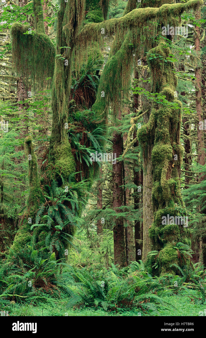 Temperate rainforest with moss covered trees and ferns, Queets River ...