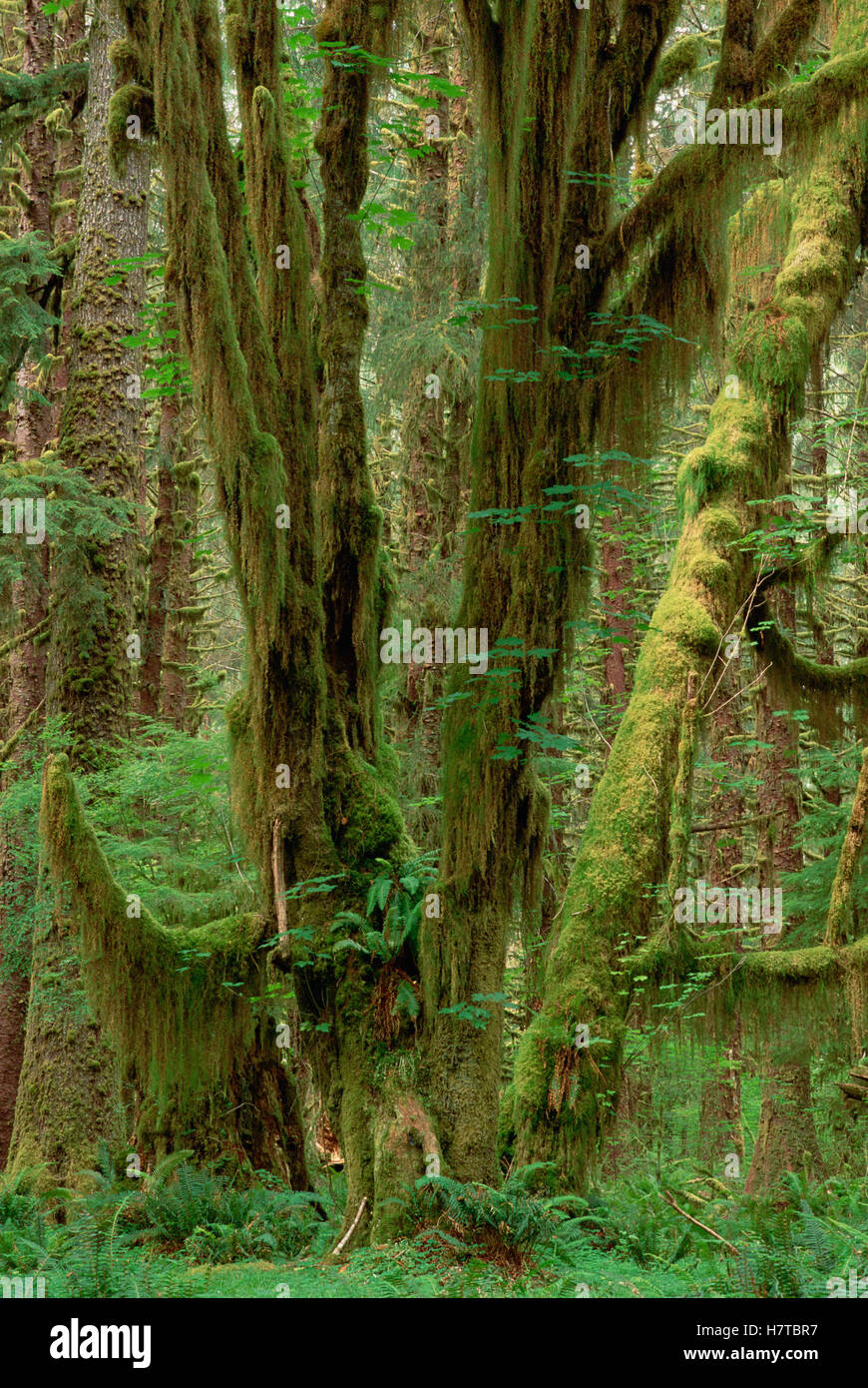 Temperate rainforest, Queets River Valley, Olympic National Park ...