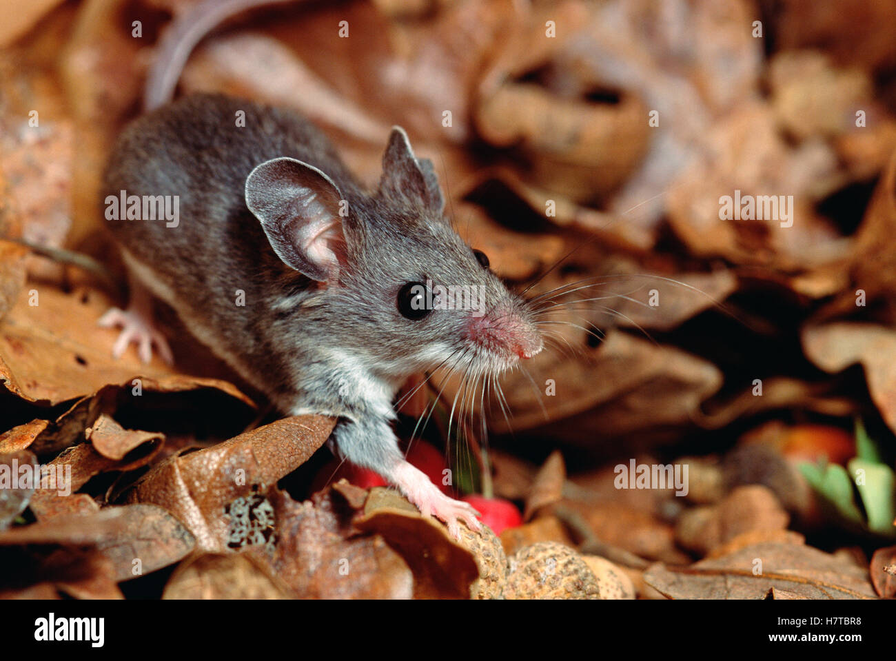 Deer Mouse (Peromyscus maniculatus), North and Central America Stock ...
